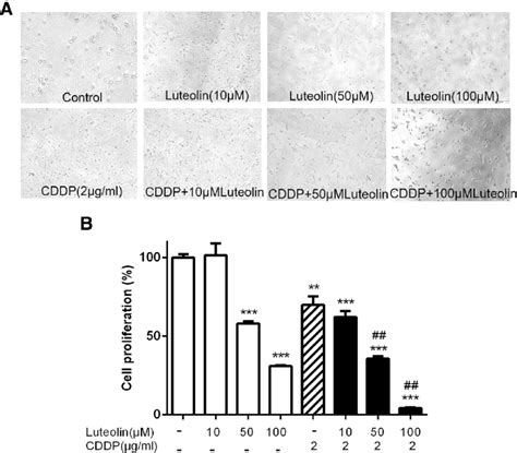 Effects Of Luteolin And Cisplatin On The Proliferation Of Caov3ddp Download Scientific Diagram