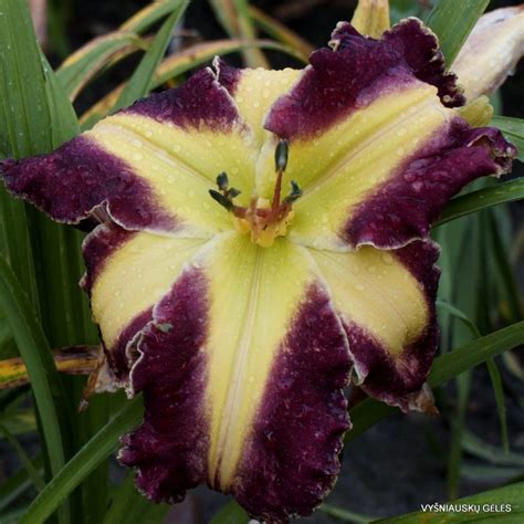 Gigantor Vyšniauskų Gėlės