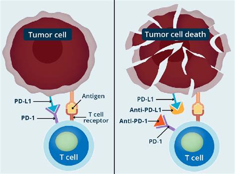 Title How Do Immune Checkpoint Inhibitors Work Against Cancer