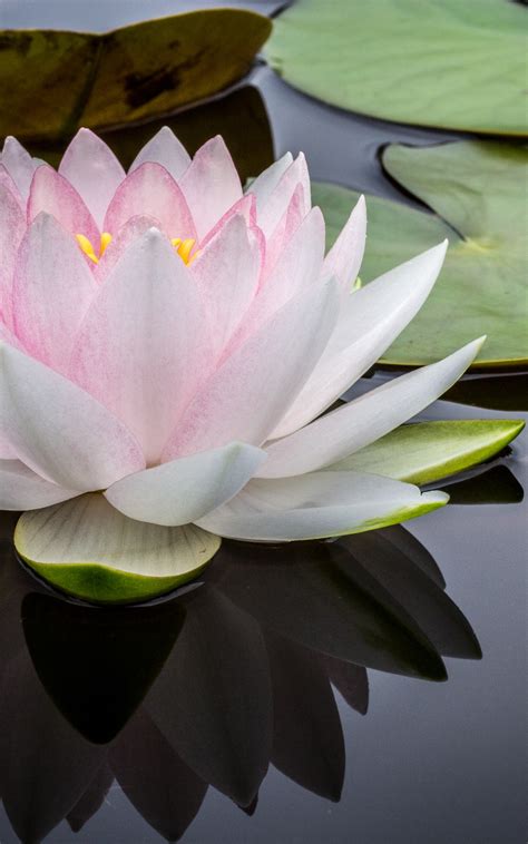 Water Lily Iphone Wallpaper Idrop News