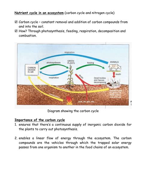 Carbon And Nitrogen Cycles In Ecosystems