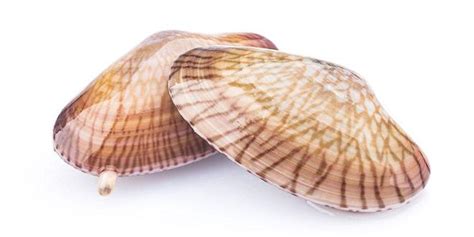 Phylum Mollusca Examples List