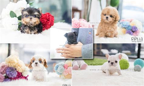 Cute Teacup Animals