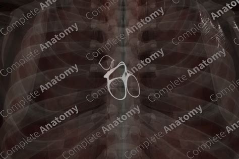 Fibrous Skeleton Of Heart Complete Anatomy