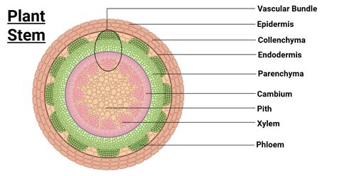 Plant Root Epidermis