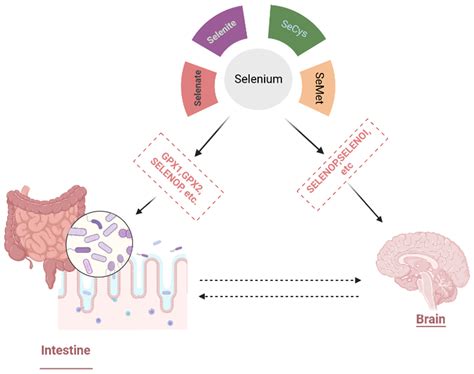 Latent Potential Of Multifunctional Selenium Nanoparticles In Neurological Diseases And Altered