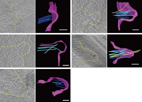 Fig S2 Gallery Of Segmentations Of Tomograms Containing Download