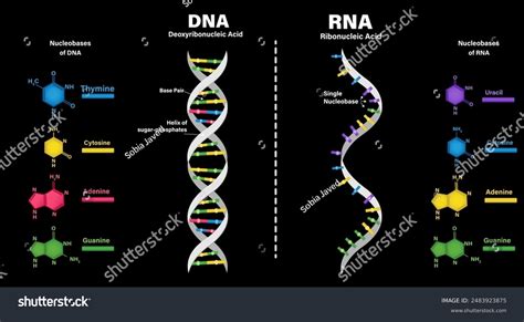 Diagrama De Dna Vs Rna Venn Pathogen Diversity