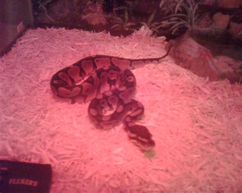 Striking Position Ball Gallery