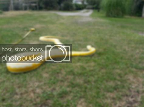 2011 Adult Male Ultra Ivory Reticulated Python Reptile Forums