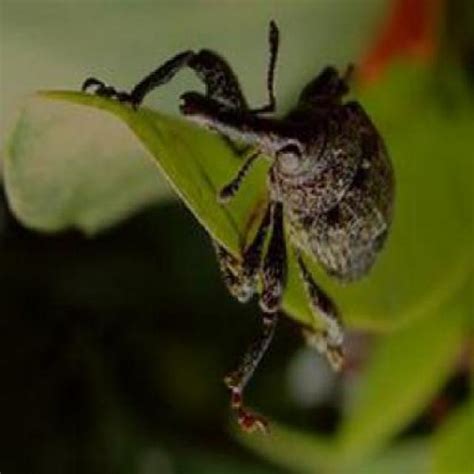 Rice Pest Detection Object Detection Dataset By Computer Vision Projects
