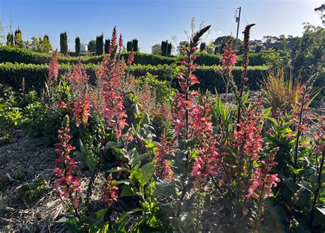 Yamba Abc Gardening Australia Magazine