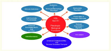 This Schematic Depicts The Various Biological Functions Of Hdl And Its