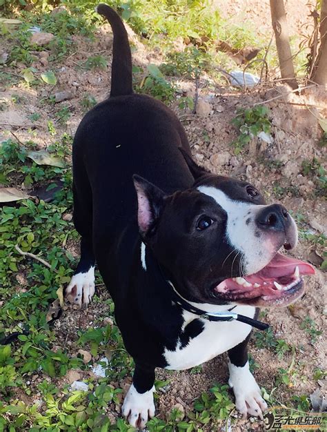 斯塔福梗犬图肩高大山谷图库