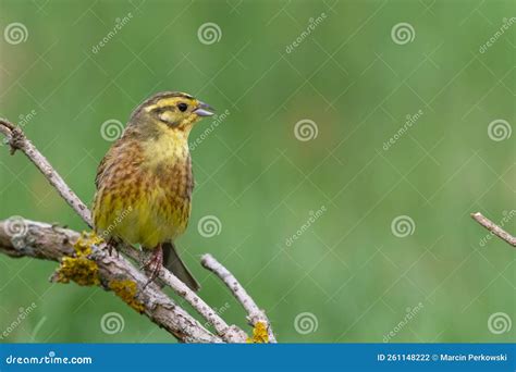 Yellowhammer Emberiza Citrinella On The Branch Amazing Warm Light