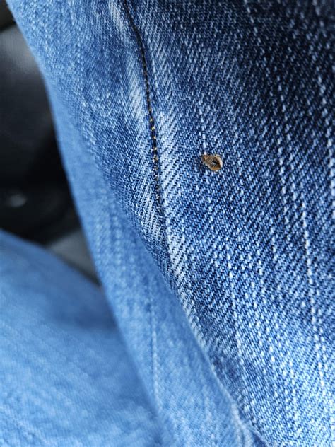 Is This A Bed Bug R Whatsthisbug