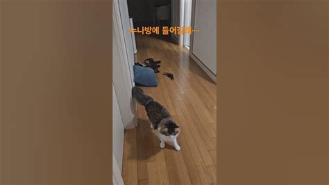 누나방에 들어갈래~ Cat 고양이 Cute Youtube