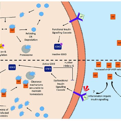 Metabolic Actions Of Glp 1 And Gip On Key Target Tissues Download Scientific Diagram