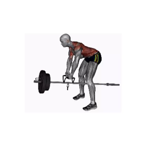 Landmine Row Instructions Bp Training And Coaching