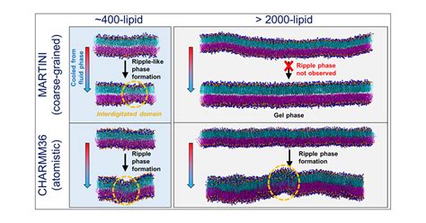 Evaluating Coarse Grained Martini Force Fields For Capturing The Ripple Phase Of Lipid Membranes