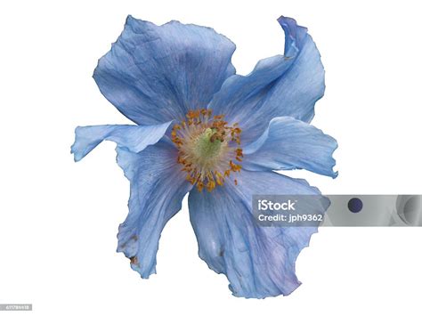 블루 히말라야 양귀비 메카노프시스 베토니치폴리아 고립 0명에 대한 스톡 사진 및 기타 이미지 0명 꽃 식물 꽃밥 Istock