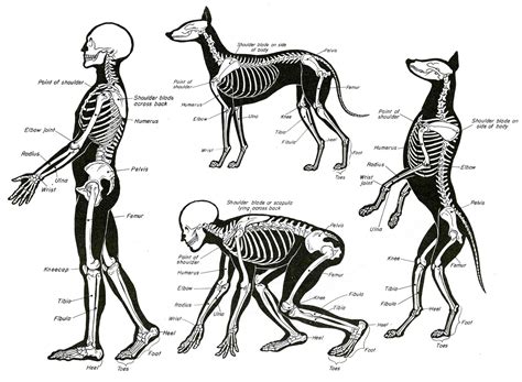 Reference Fiesta Comparative Anatomy