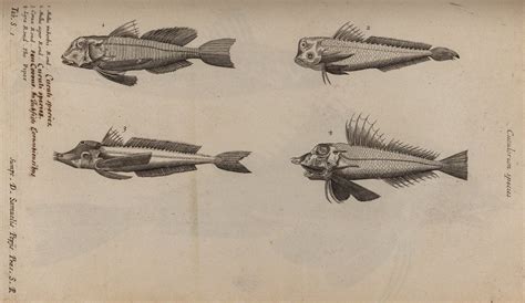 Various Fish Specimens Posters And Prints By Unknown