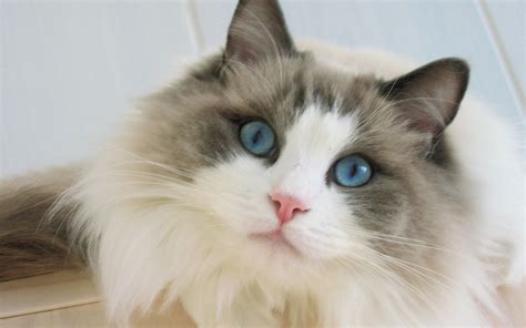 Download Wallpaper For 2048x1152 Resolution Blue Eyes Ragdoll Cat