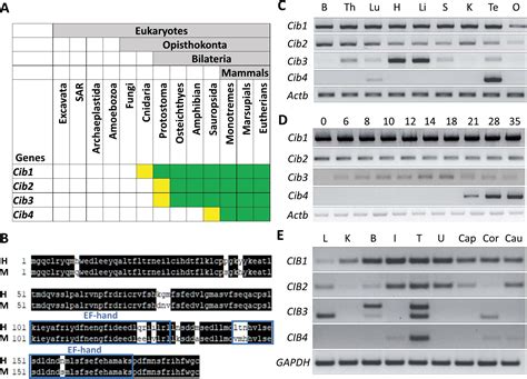 CIB4 Is Essential For The Haploid Phase Of Spermatogenesis In Mice