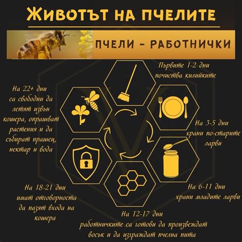 Vasilevi On Linkedin пчели пчеларство мед природа опрашване екосистема зеленипродукти…