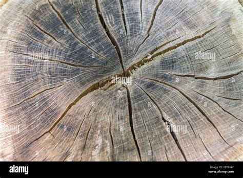 Split Tree Trunk High Resolution Stock Photography And Images Alamy