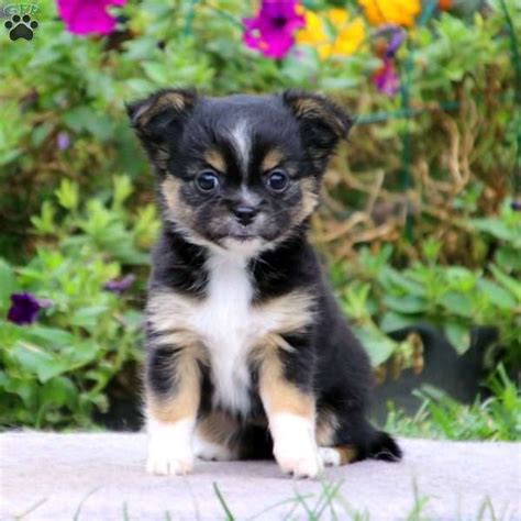 Chiweenie Puppies For Sale Greenfield Puppies Artofit