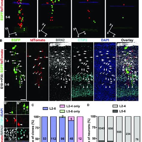 Unitary Production Of Excitatory Neurons By Rgps Download Scientific Diagram