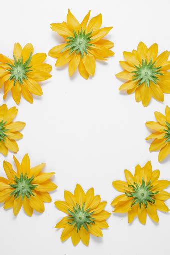 흰색 배경에 노란색 꽃 어떤 엽서 또는 축하 카드를 장식하기위한 많은 꽃 여름과 가을 컨셉 플랫 레이 상단 보기 복사 공간 0명에 대한 스톡 사진 및 기타 이미지 Istock