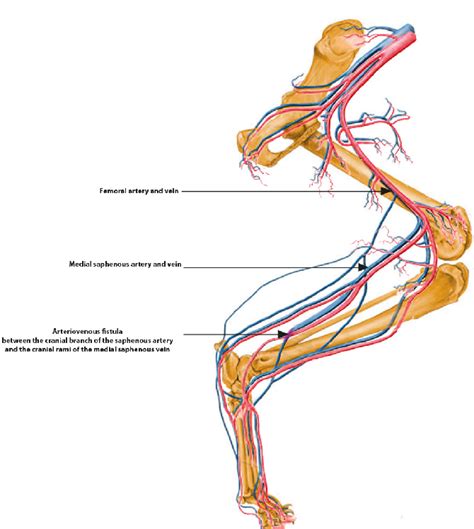 Figure 3 From Successful Diagnosis And Treatment Of A Pelvic Limb
