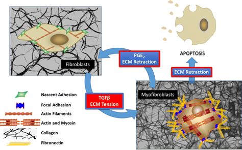 Schematic Diagram Describing The Differentiation Process Between Download Scientific Diagram