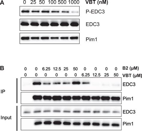 Vbt 5445 Inhibited Pim1 Edc3 Interaction And Pim1 Kinase Activity A Download Scientific