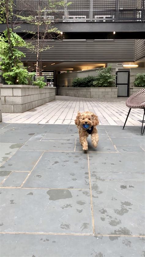 Meet Kirby Our New Cockapoo Scrolller