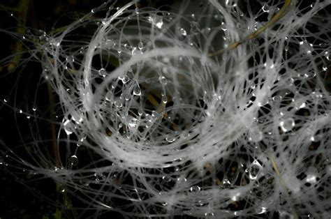 Chaotic Spider Webs Images Free Download On Freepik