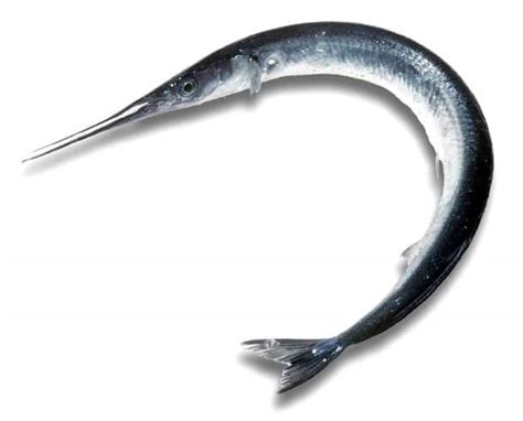 Lorphie Temps De Cuisson à La Poêle Recette Orphie Sauce Hollandaise