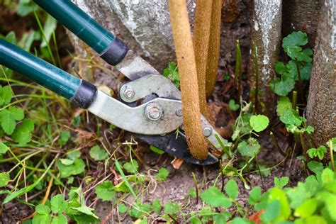A Comprehensive Guide To Pruning Tree Roots