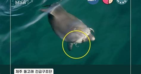 새끼 돌고래 종달 이번엔 낚싯바늘에 걸렸습니다