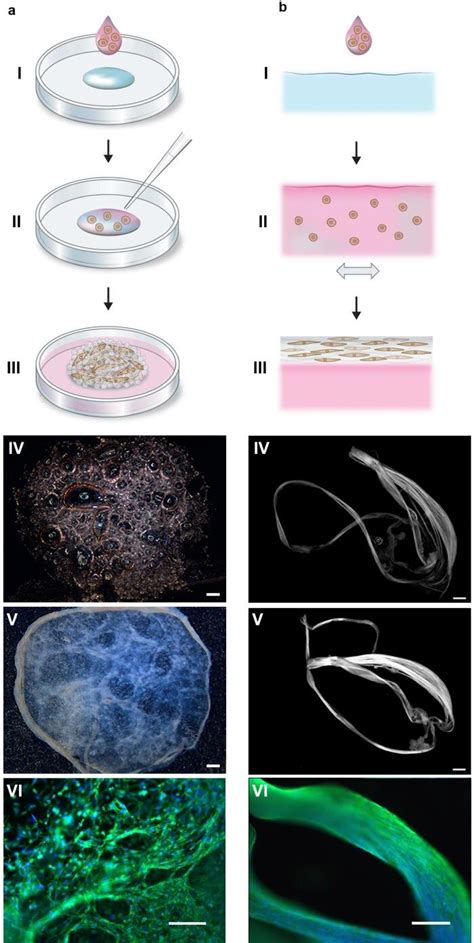 Silk Assembly To Integrate Cells Into 3d Fibrillar Scaffolds A Download Scientific Diagram