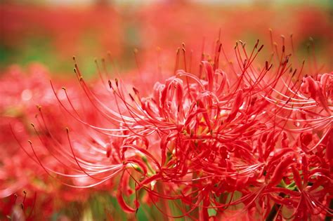 彼岸花ヒガンバナの花言葉 花言葉 一覧