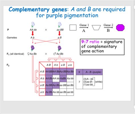 Genetics Midterm 2 Study Flashcards Quizlet