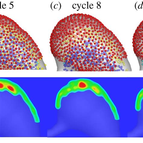 Simulation Results Of Platelet Aggregation In Ma1 Ad Four Snapshots