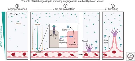 Notch Signaling In Vascular Endothelial And Mural Cell Communications