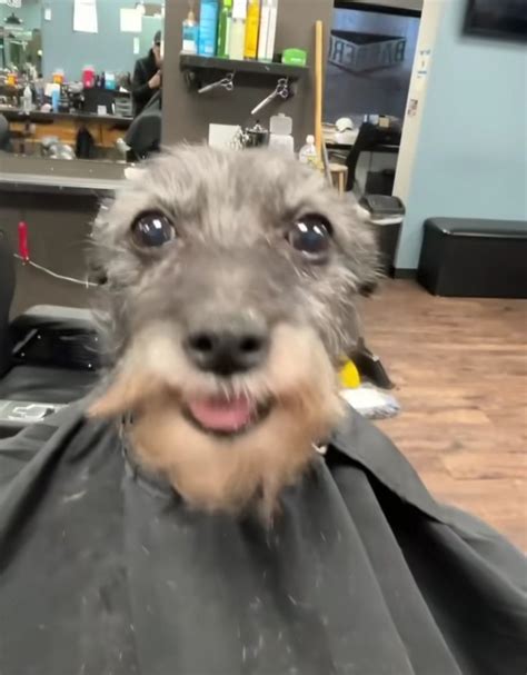 Dog Getting Haircut At Salon