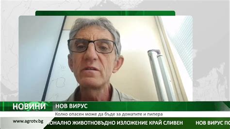 НОВ ВИРУС Колко опасен може да бъде за доматите и пипера Youtube