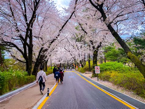A Guide To Spring In Korea 2023 The Best Time Of Year To Visit Korea